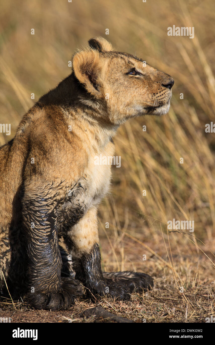 Lion legs hi-res stock photography and images - Alamy