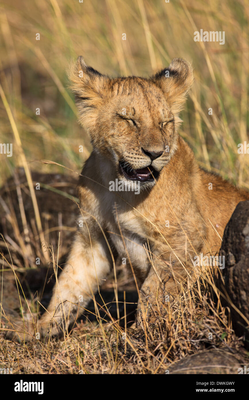 Portrait lion cub in hi-res stock photography and images - Alamy
