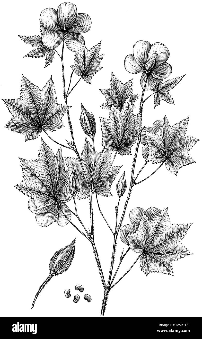 Mallow plants Black and White Stock Photos & Images - Alamy