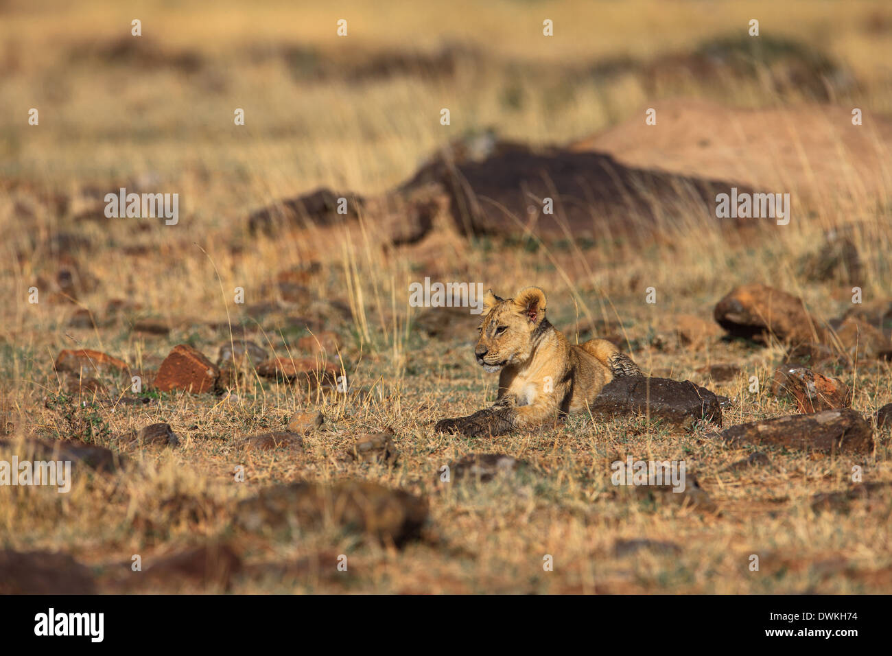 Dirty lion cub hi-res stock photography and images - Alamy