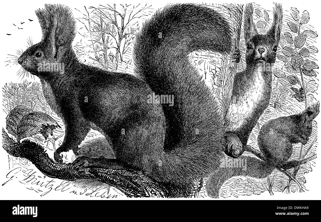 Squirrel line hi-res stock photography and images - Alamy