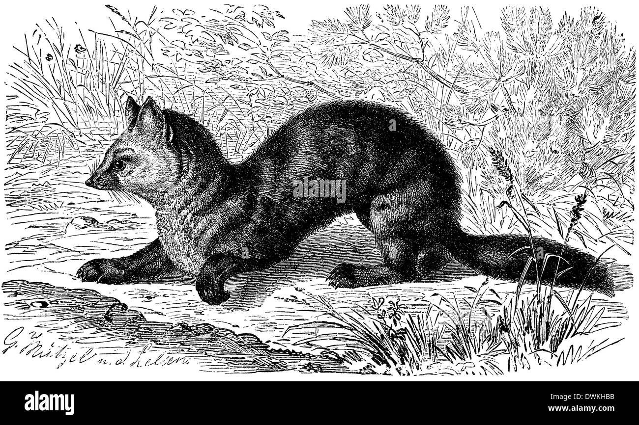 Sable black hi-res stock photography and images - Alamy