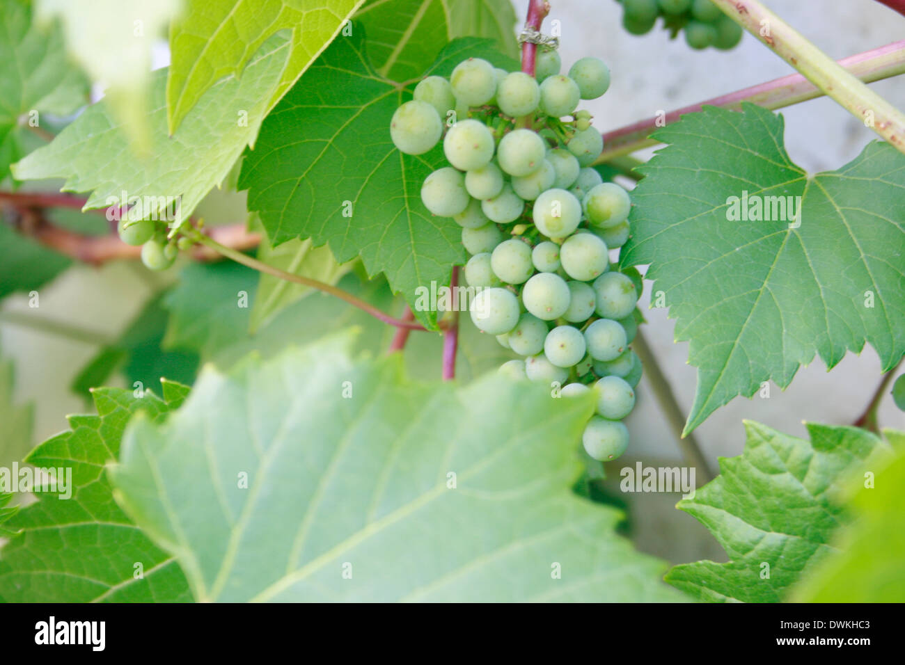 Grape bush hi-res stock photography and images - Alamy