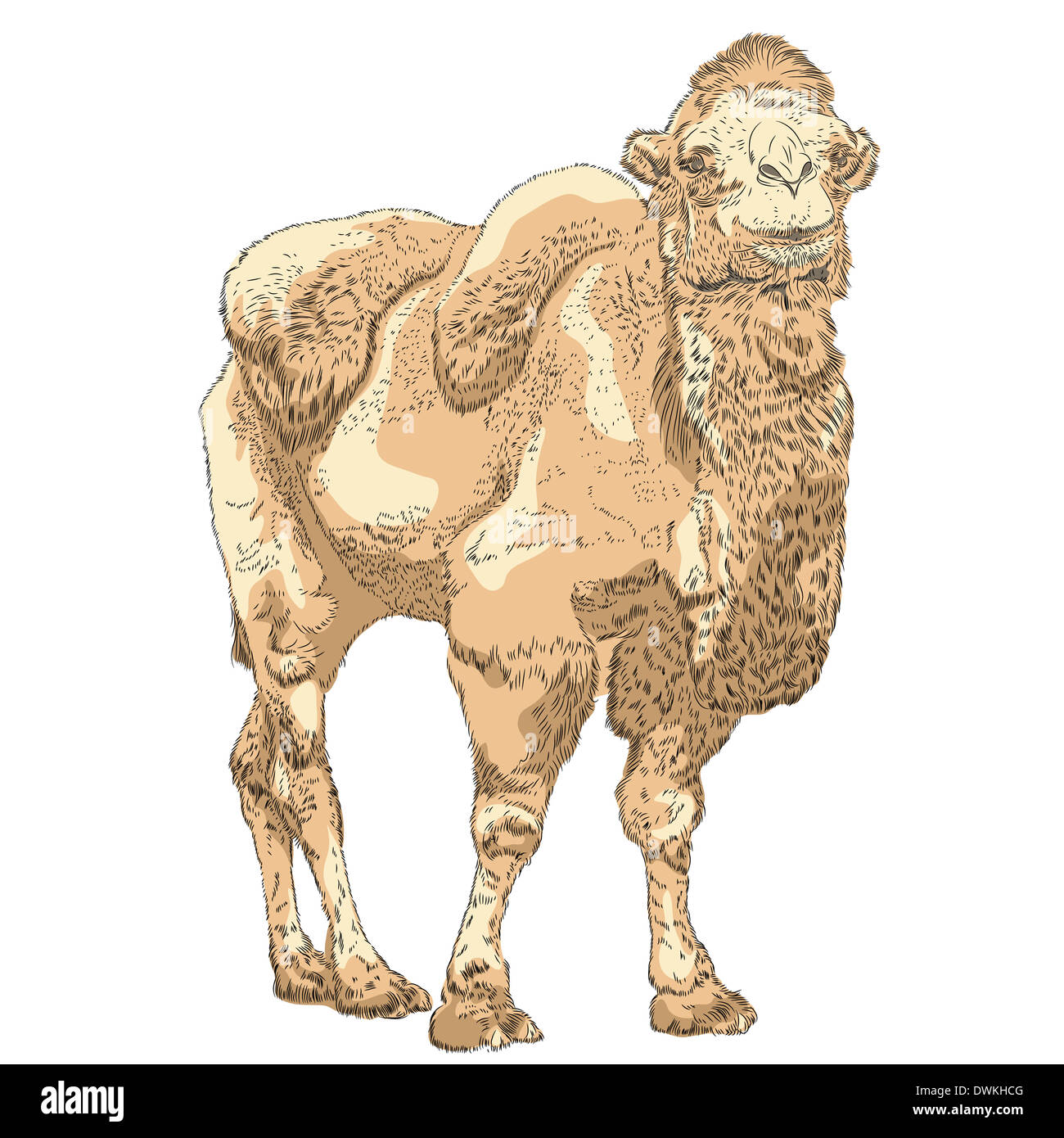 vector sketch of red Bactrian camel smiling in the desert Stock Photo ...