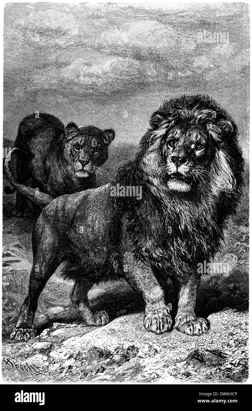 Felis leo lion hi-res stock photography and images - Alamy