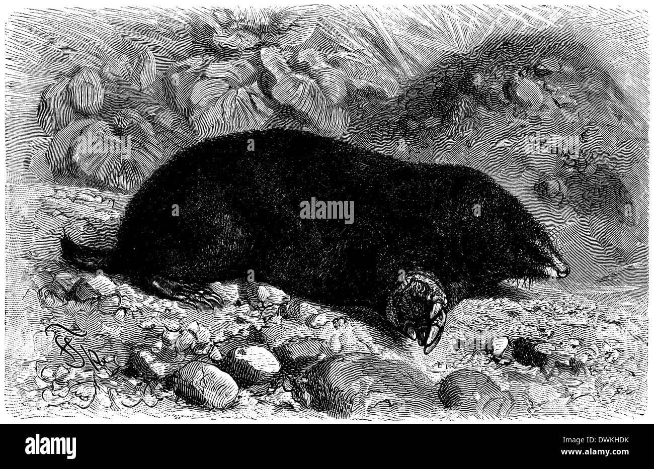 Mole animal illustration vintage hi-res stock photography and images ...