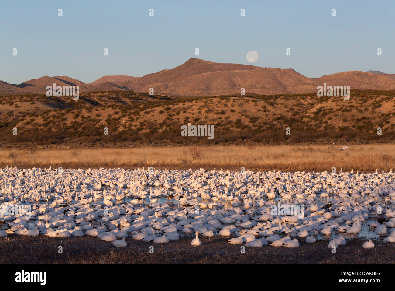 Lesser Snow Geese (Chen C. caerulescens), Bosque del Apache National ...