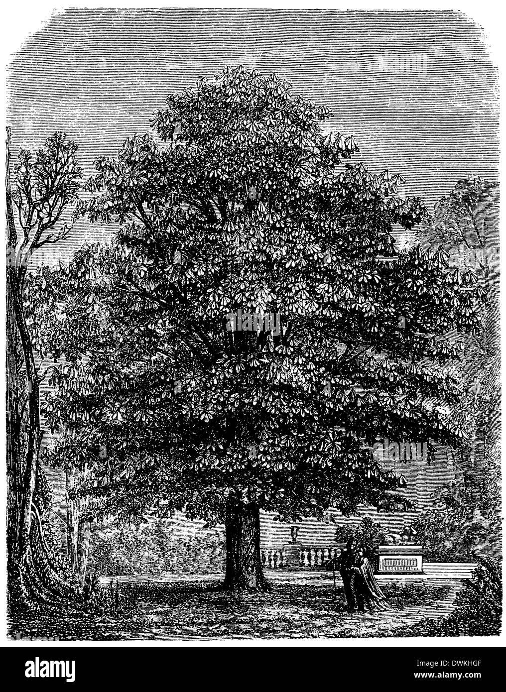 Horse chestnut botanical illustration Black and White Stock Photos ...