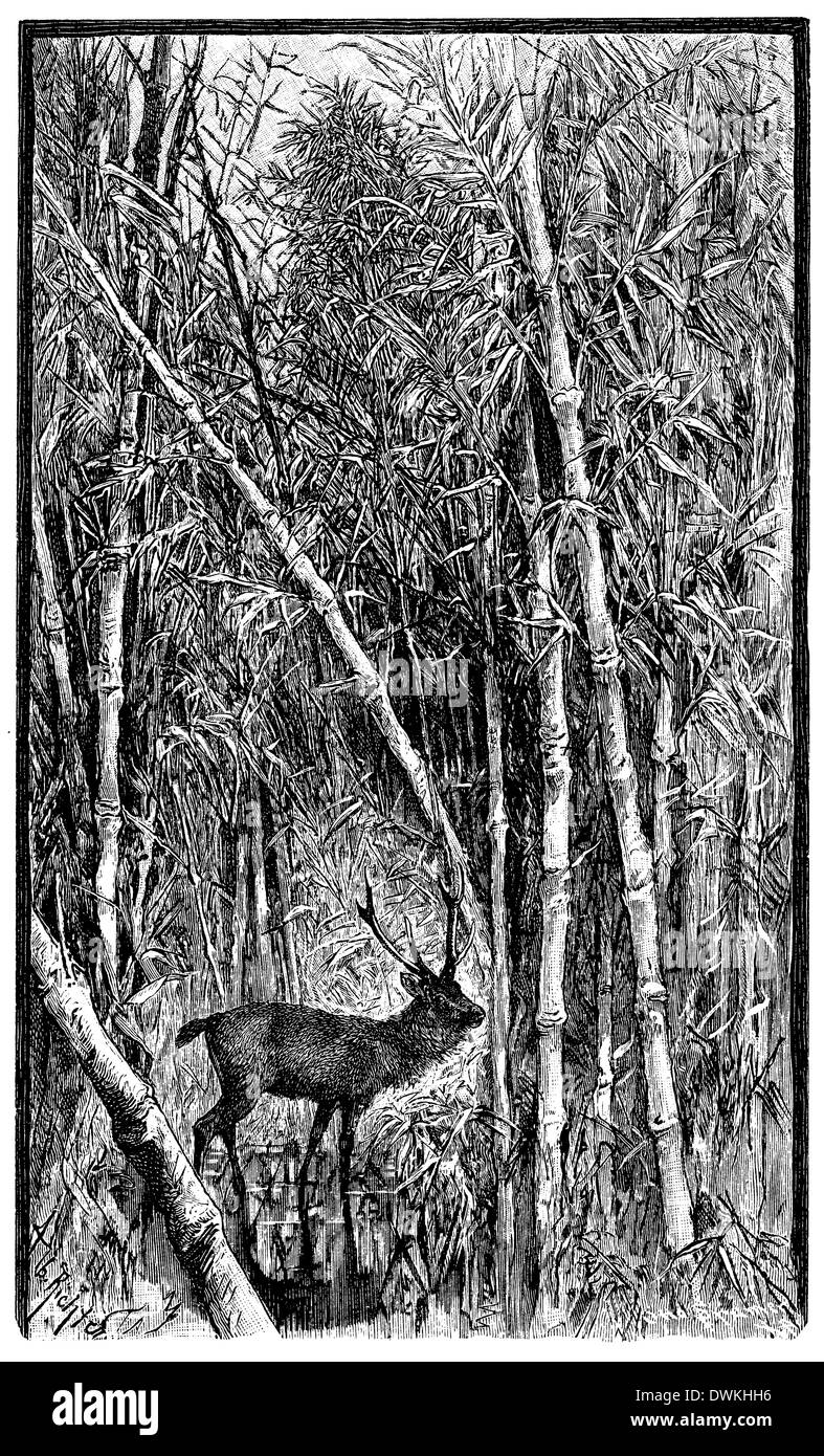 Bamboo cut Black and White Stock Photos & Images - Alamy