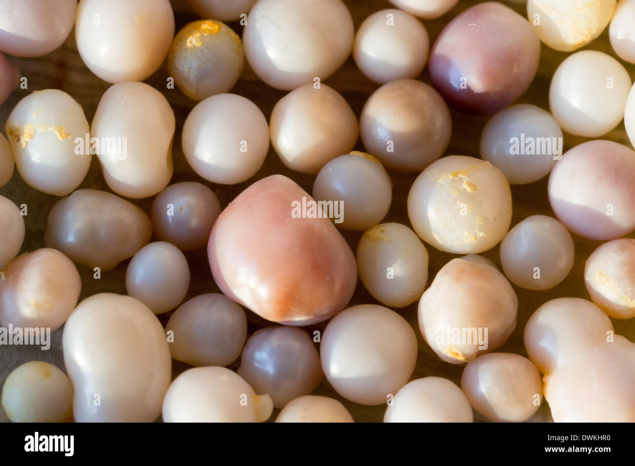 Pearls From Blue Shells, Mytilus Edulis Stock Photo - Alamy