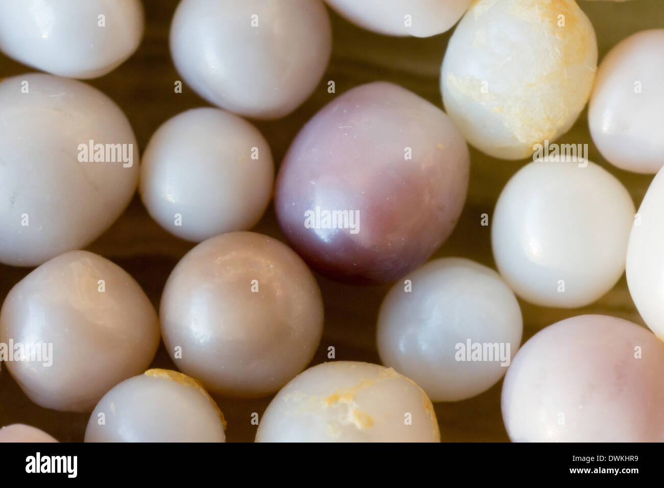 Pearls From Blue Shells, Mytilus Edulis Stock Photo - Alamy