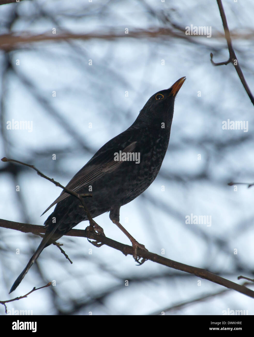 Blackbird Singing, Turdus Emrula Stock Photo - Alamy