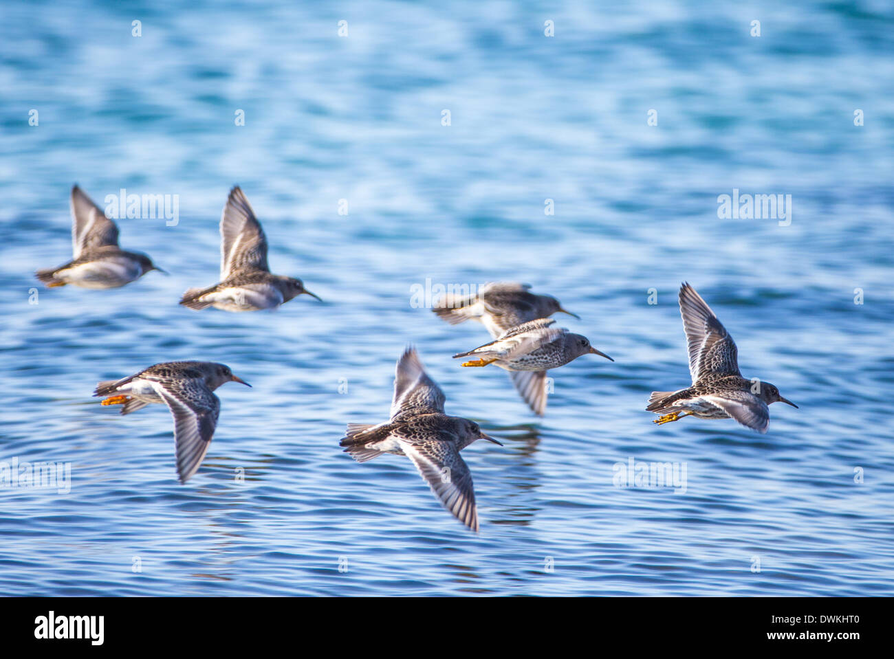 Purple Sandpipers In Flight, Calidris Maritima Stock Photo - Alamy