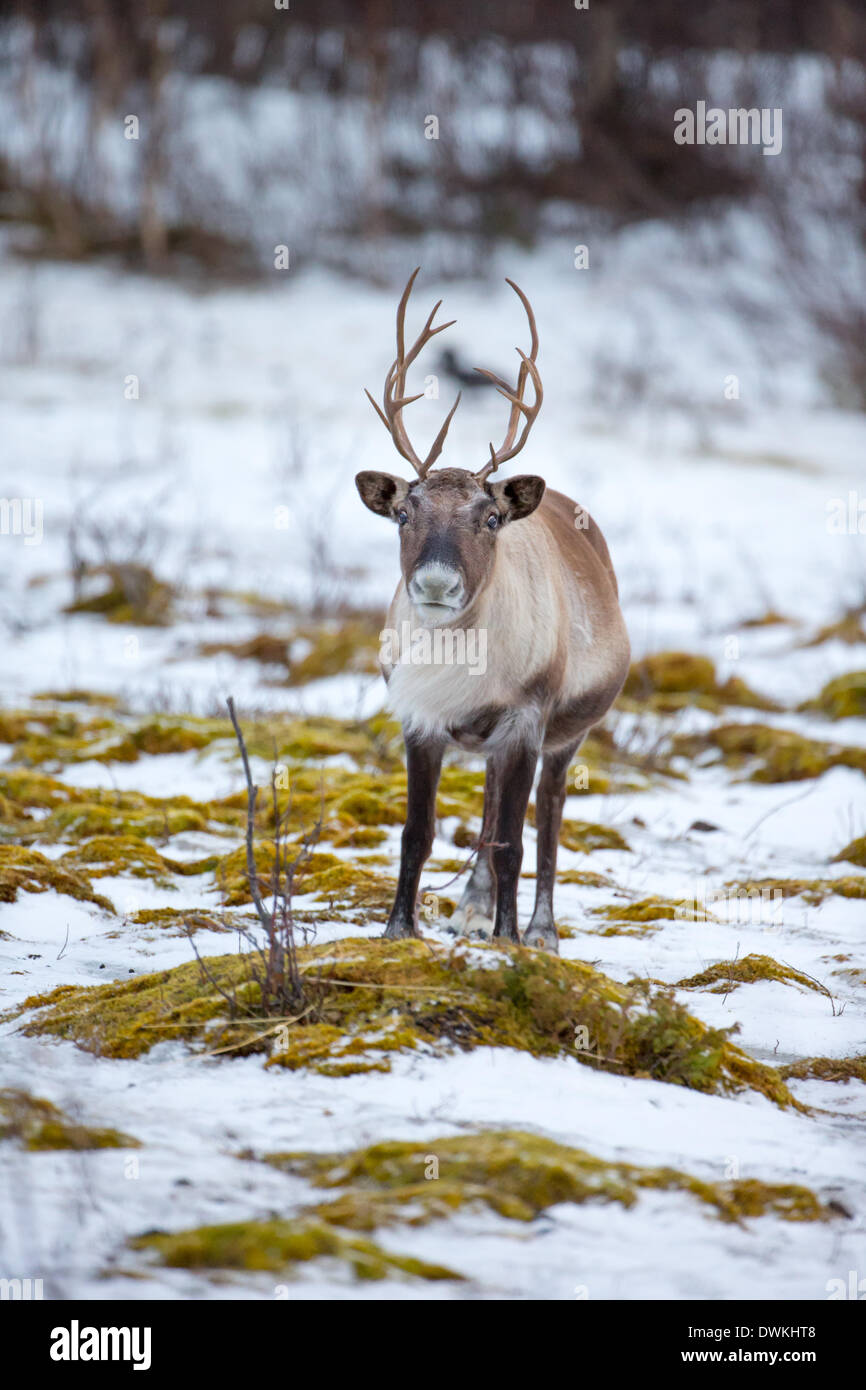 Pregnant Reindeer, Rangifer Tarandus Stock Photo - Alamy