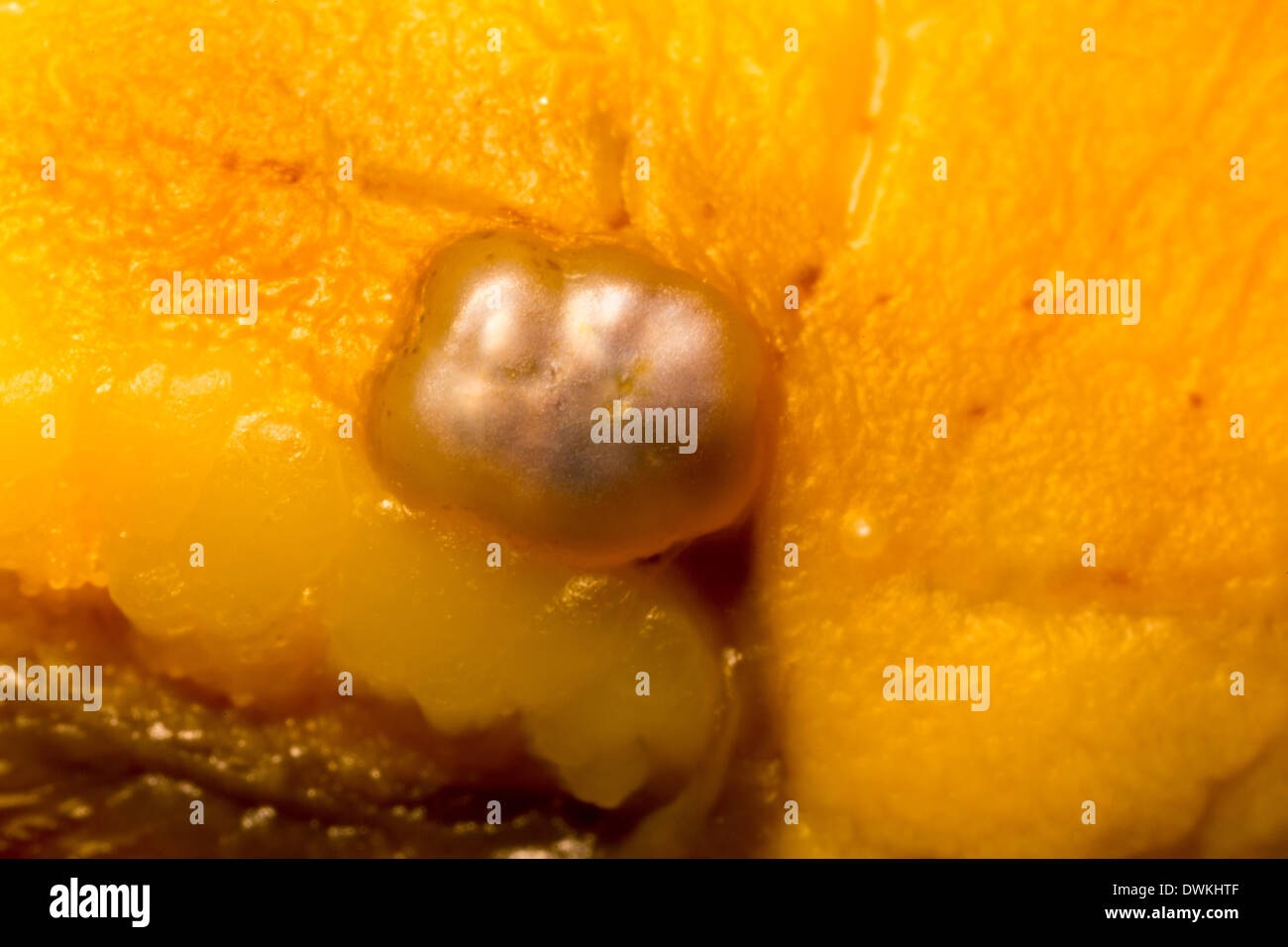 Pearl In Blue Shell, Mytilus Edulis Stock Photo - Alamy