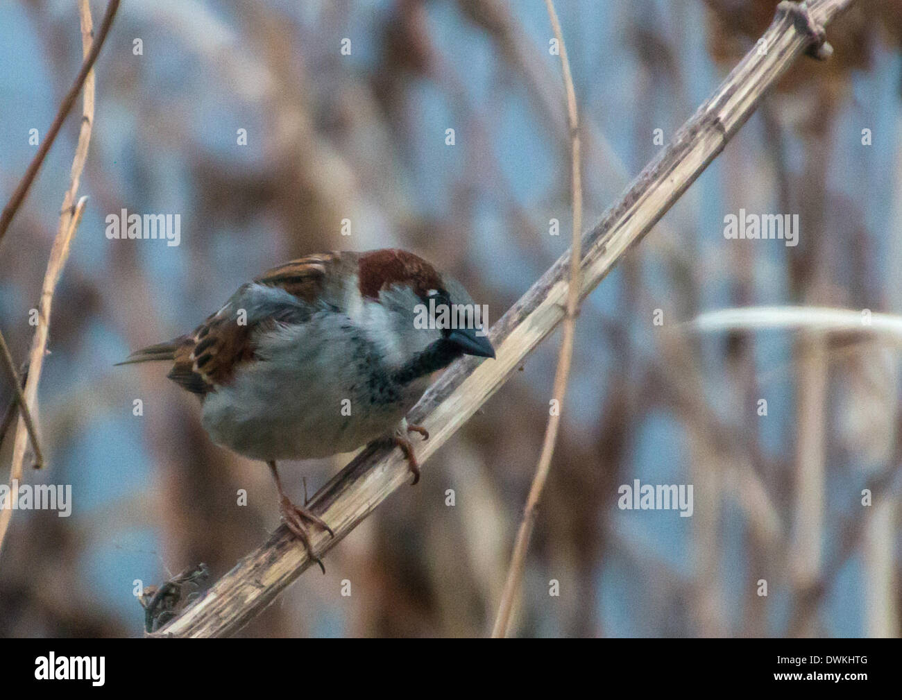 Guy sparrow hi-res stock photography and images - Alamy