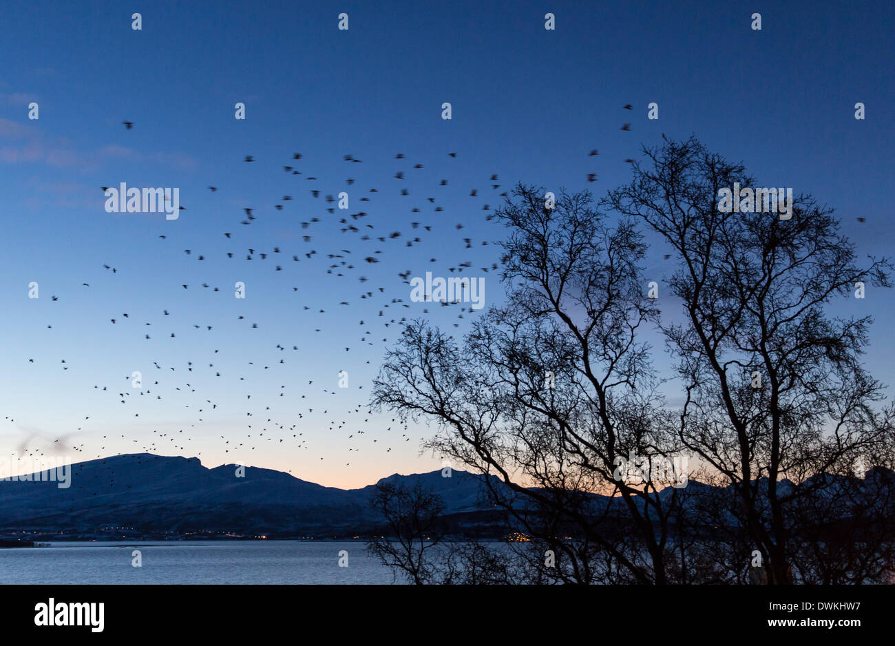 Carrion Crow Swarm In Dusk, Corvus Corone Stock Photo - Alamy