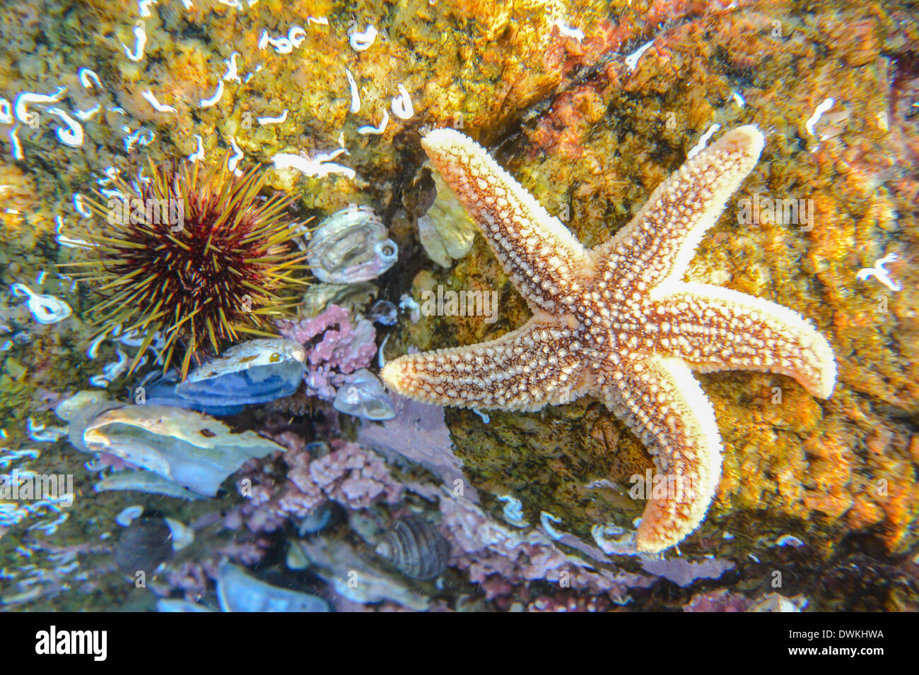 Echonidermen hi-res stock photography and images - Alamy