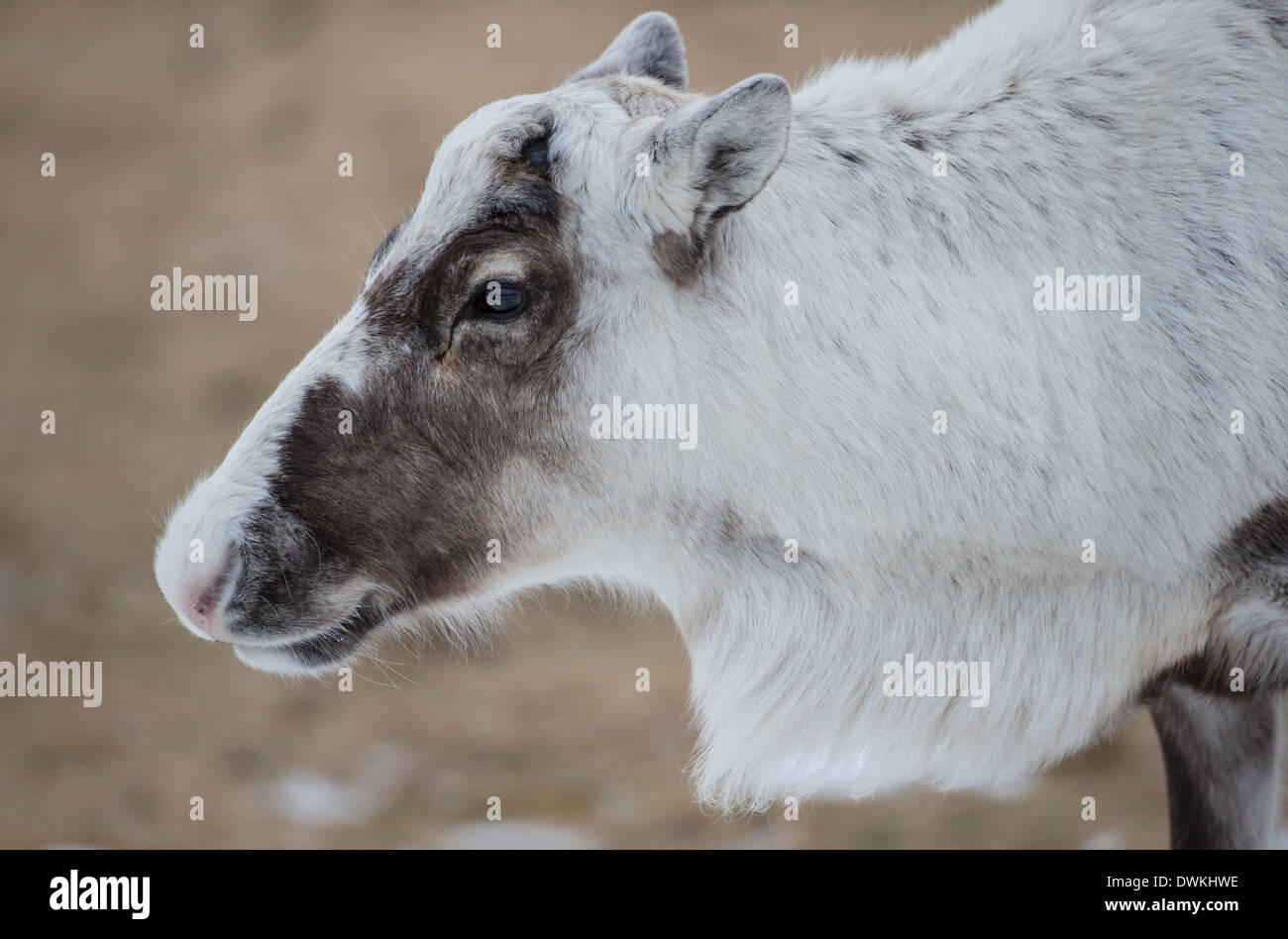 Reindeer Male In Winter, Rangifer Tarandus Stock Photo - Alamy