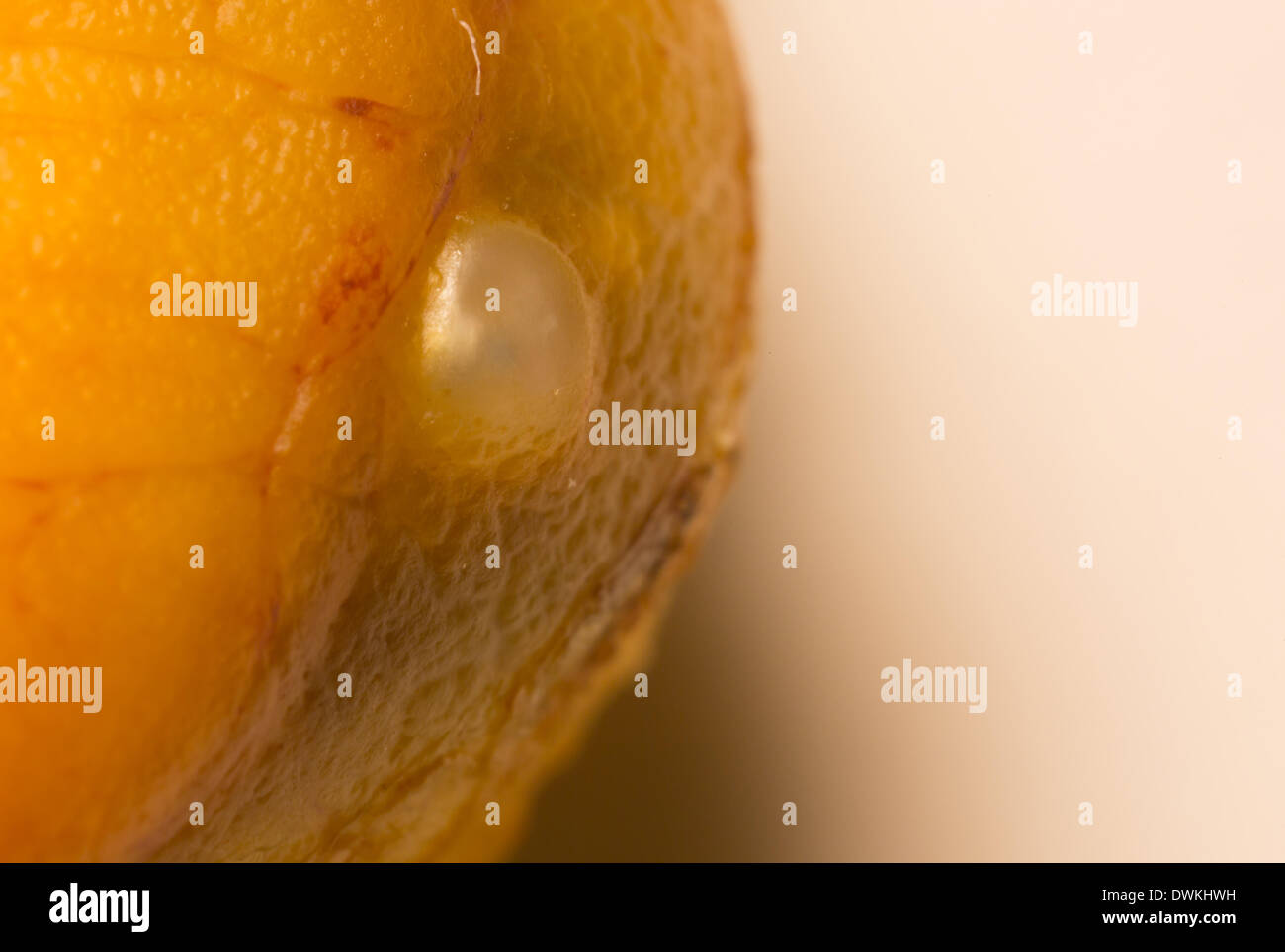 Pearl In Blue Shell, Mytilus Edulis Stock Photo - Alamy