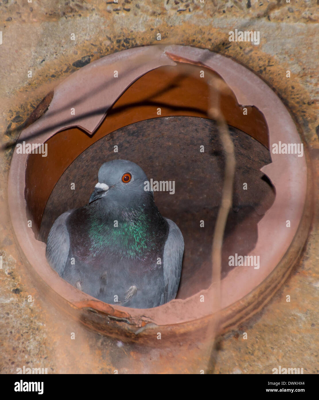 Olumba hi-res stock photography and images - Alamy