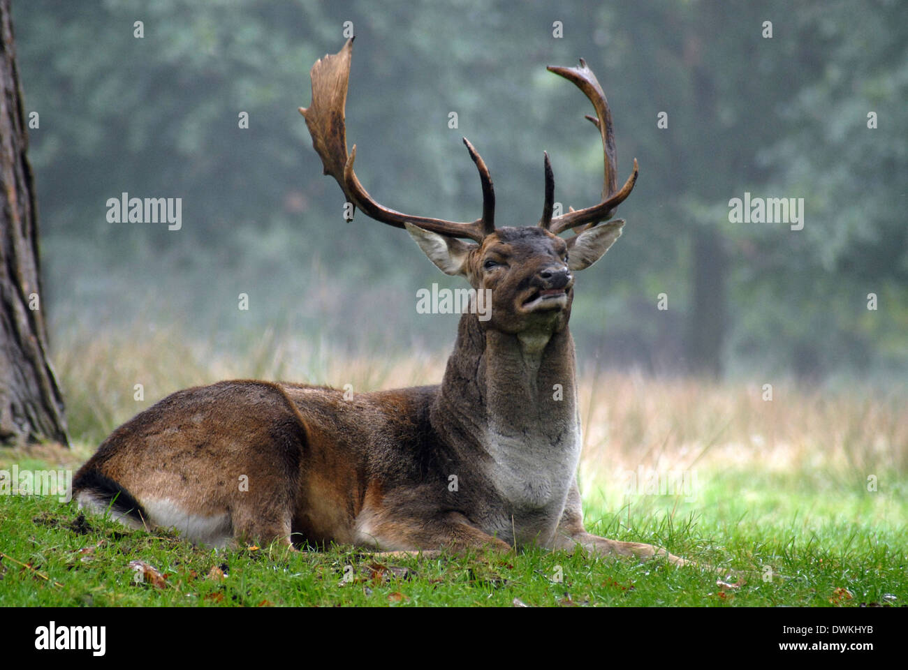 Fallow buck testing the air Stock Photo - Alamy