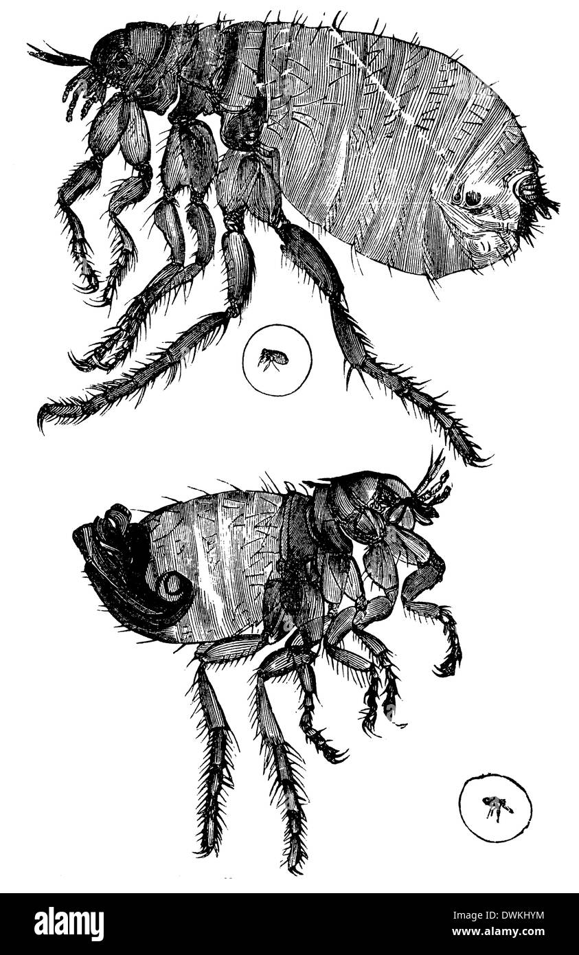 Flea, top: Female, bottom: Male Stock Photo - Alamy