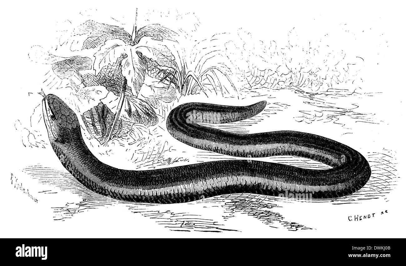 Blind worm, blindworm Stock Photo - Alamy