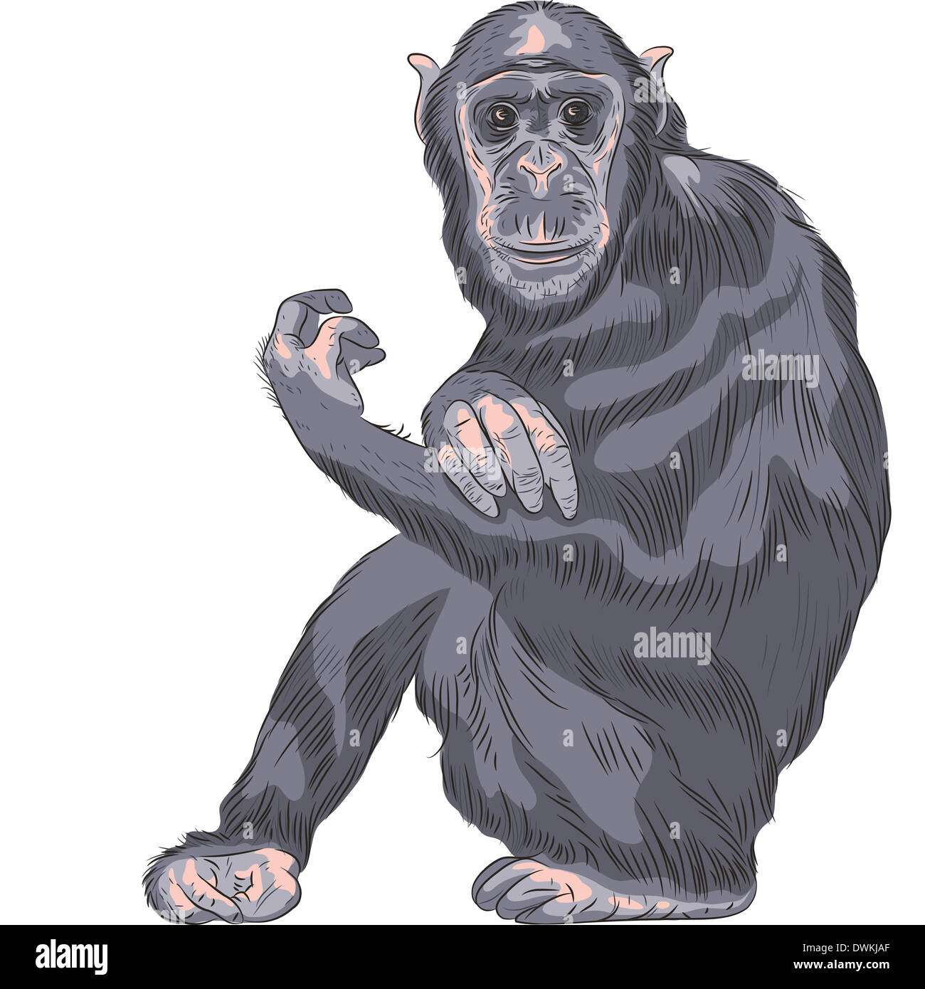 Chimpanzee drawing hi-res stock photography and images - Alamy
