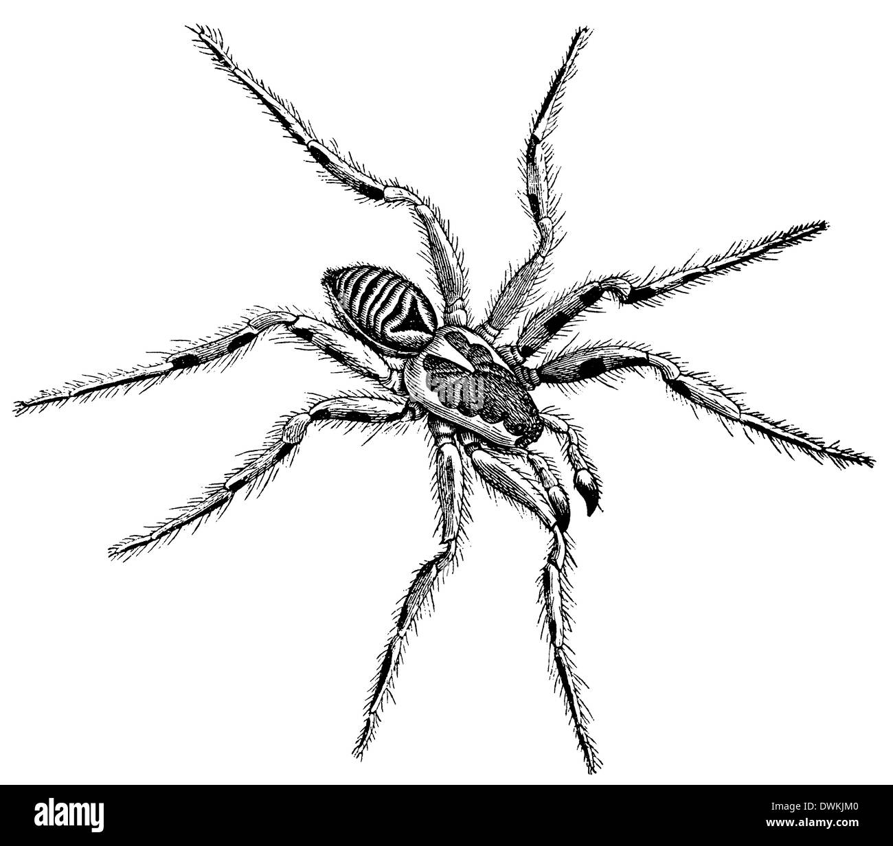 Lycosa tarantula, tarantula Stock Photo - Alamy