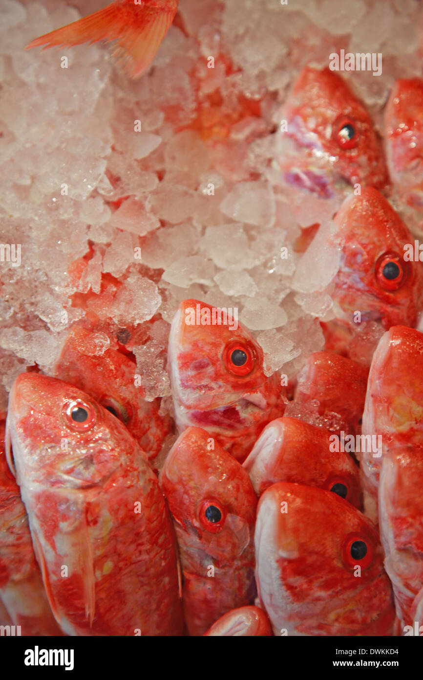Mullet fish hi-res stock photography and images - Alamy