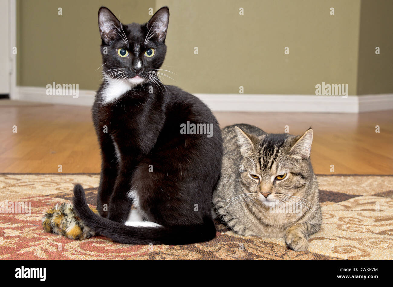 Tuxedo and tabby cats playing together Stock Photo - Alamy