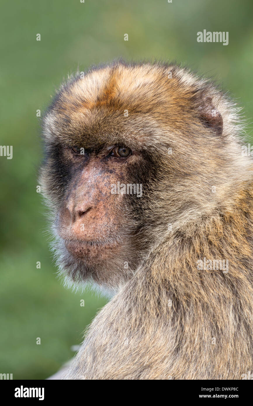 Adult male macaque hi-res stock photography and images - Alamy