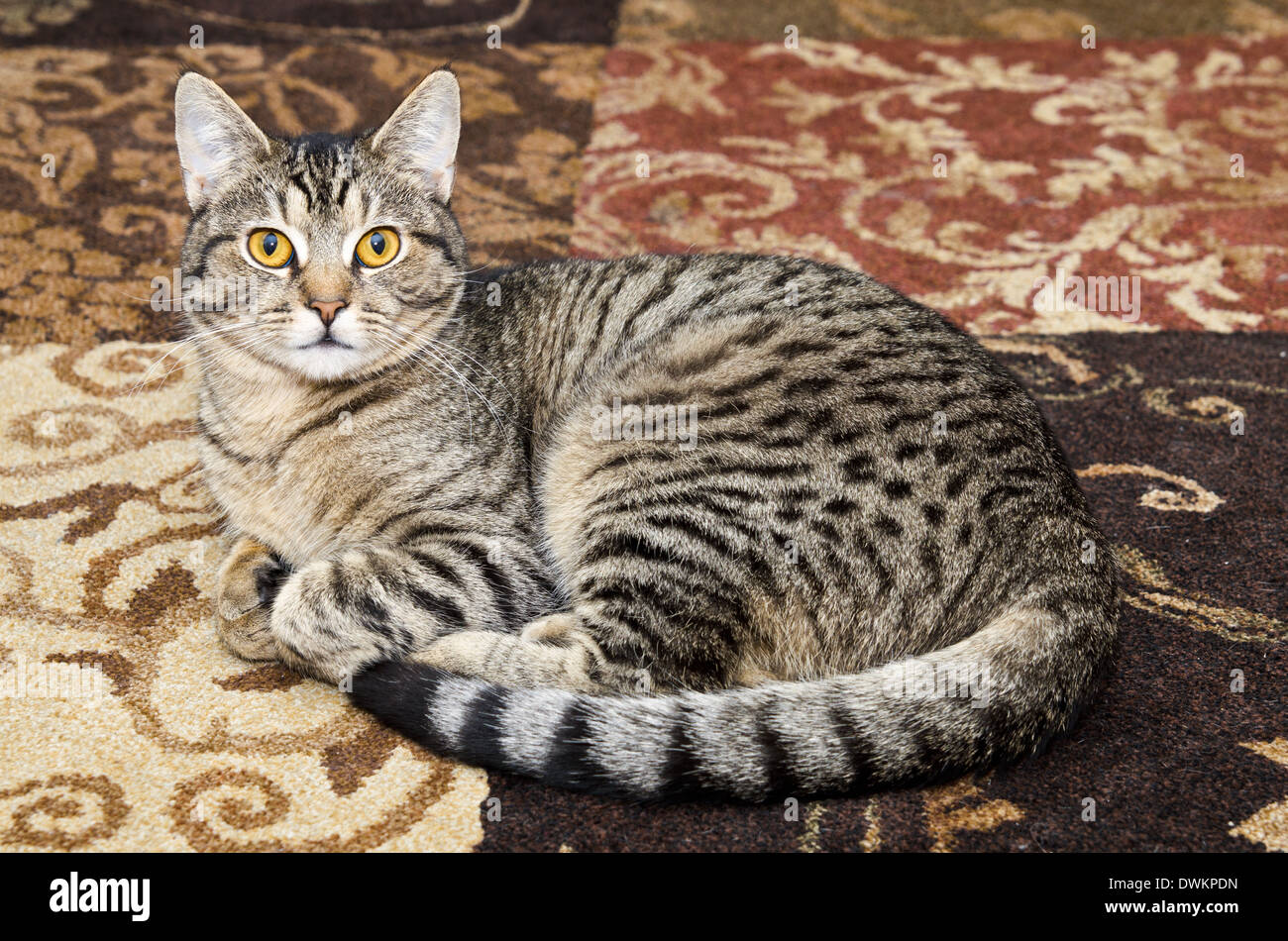 Gray tabby cat laying on carpet Stock Photo - Alamy