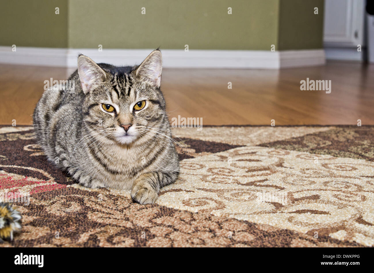 Gray tabby cat laying on carpet Stock Photo - Alamy
