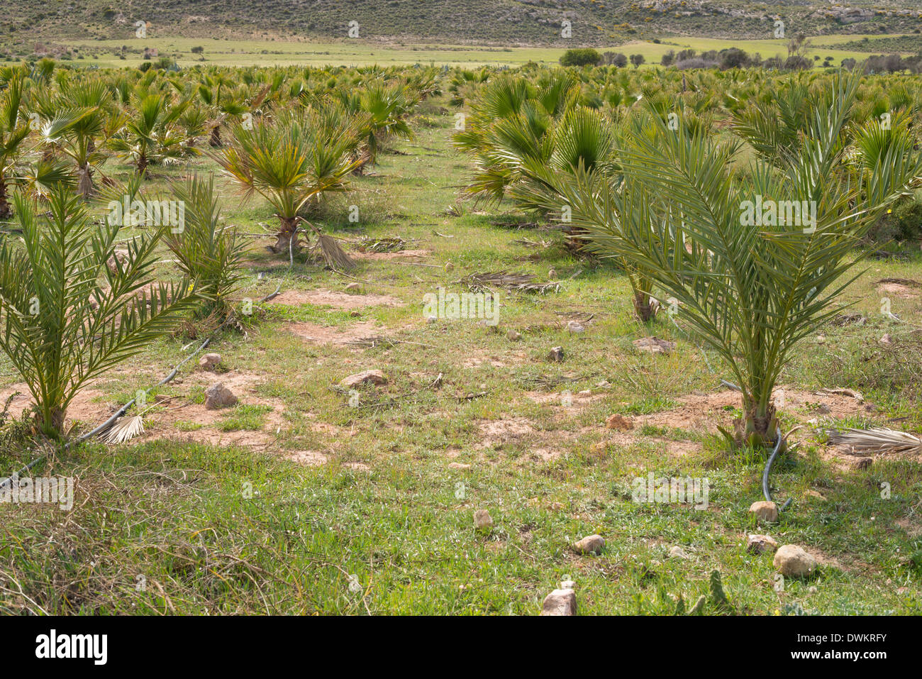 Baby palm trees in row on a plantation Stock Photo - Alamy