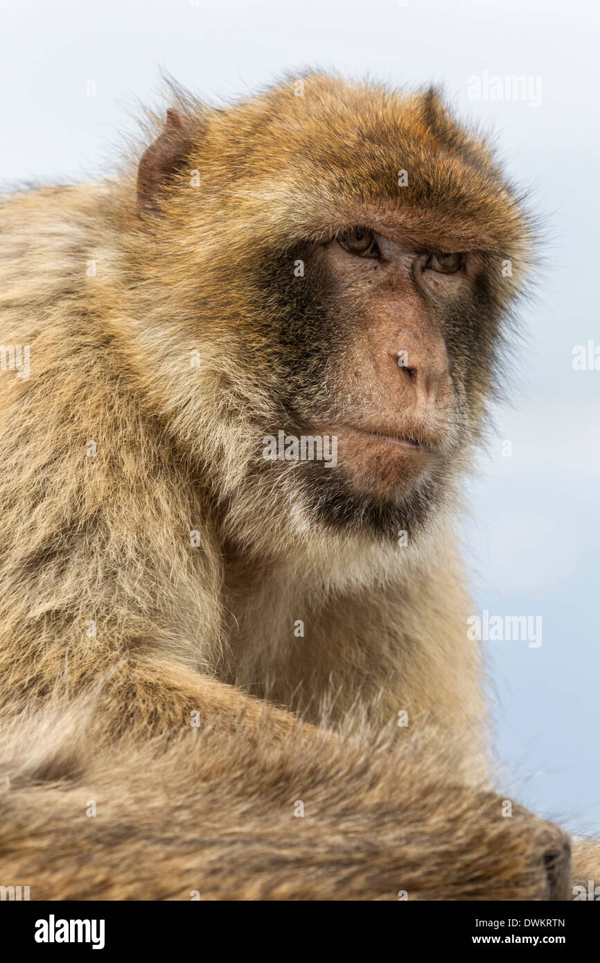 Barbary Macaque, Barbary Ape, Rock Ape, Adult female Macaca sylvanus ...