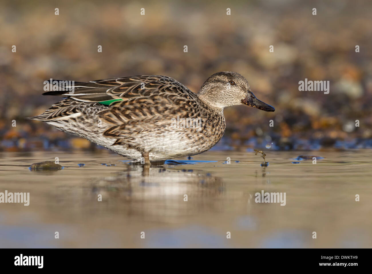 Common Teal - Female Stock Photo - Alamy