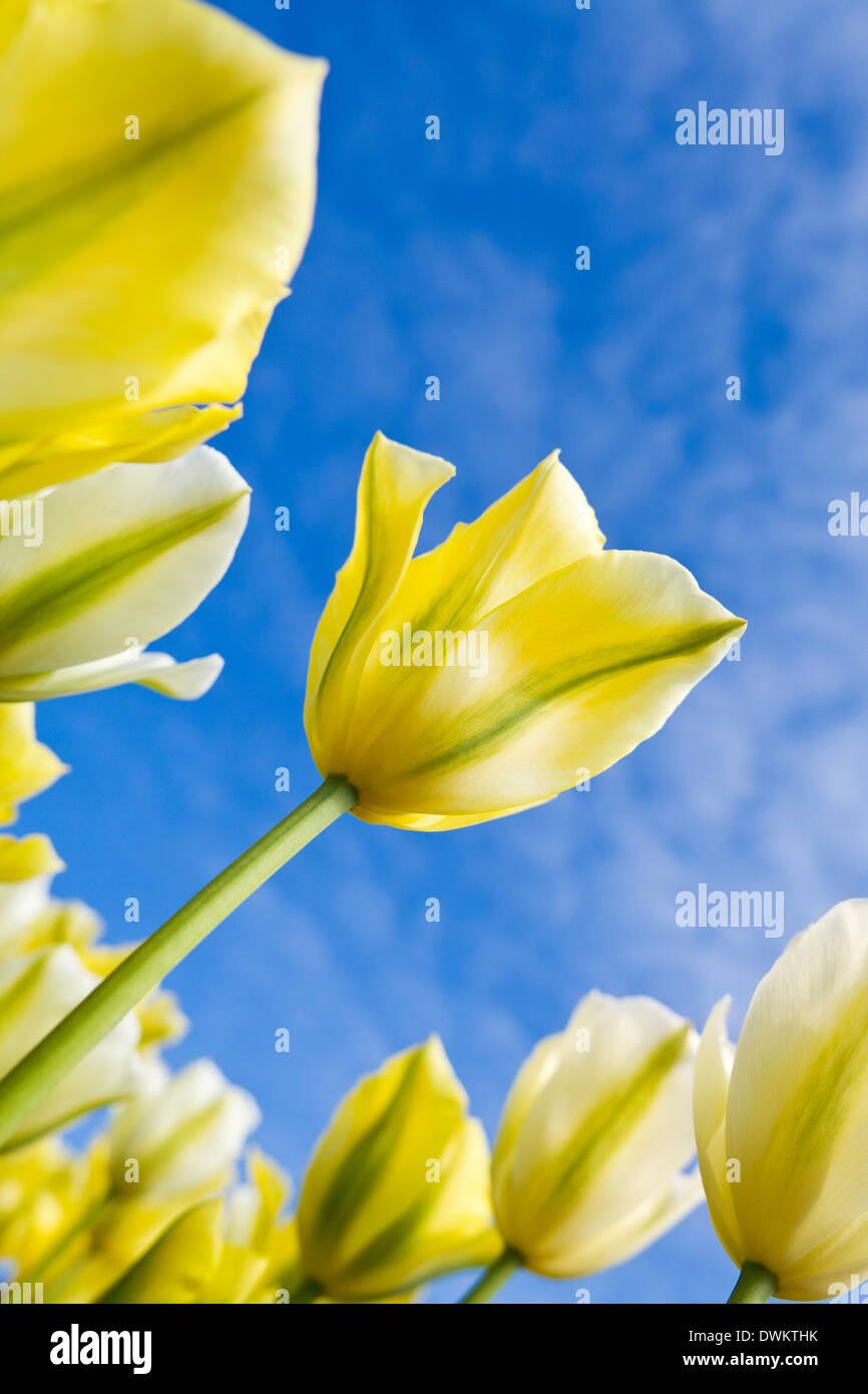 Spring green flowers hi-res stock photography and images - Alamy