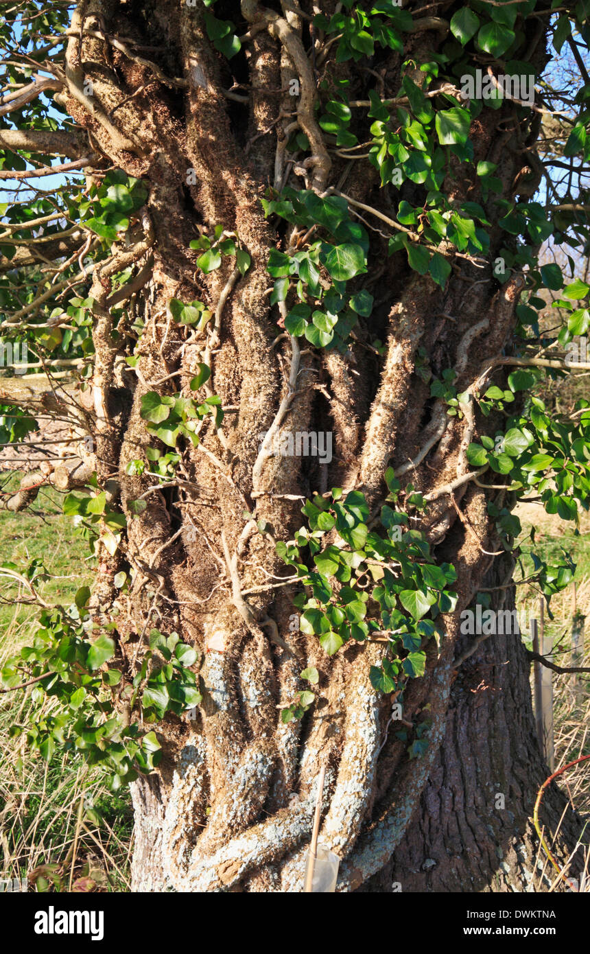 Substantial Ivy stems clinging to the trunk of an English Oak tree in ...