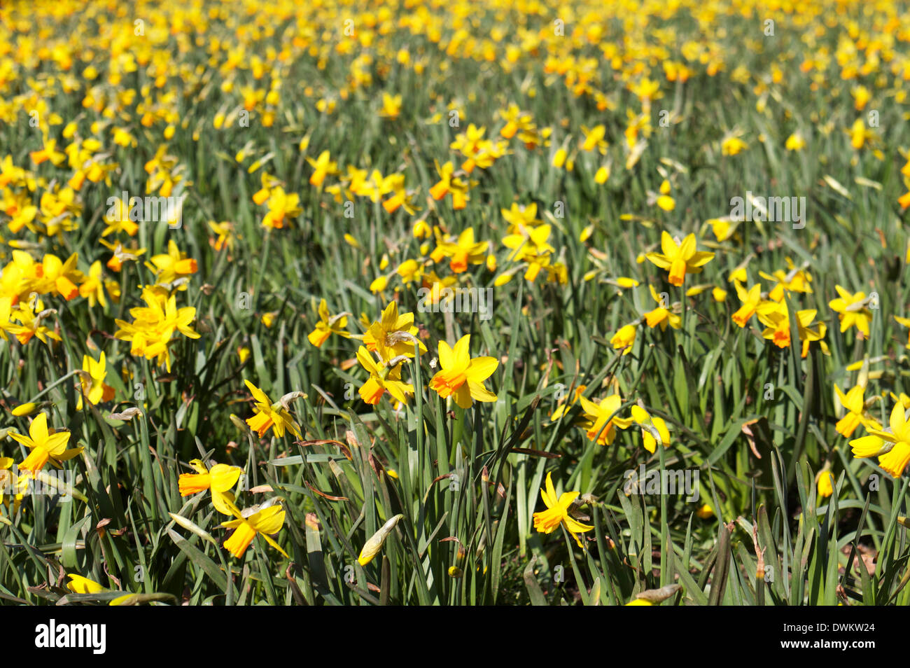 Colorful spring scenes hi-res stock photography and images - Alamy