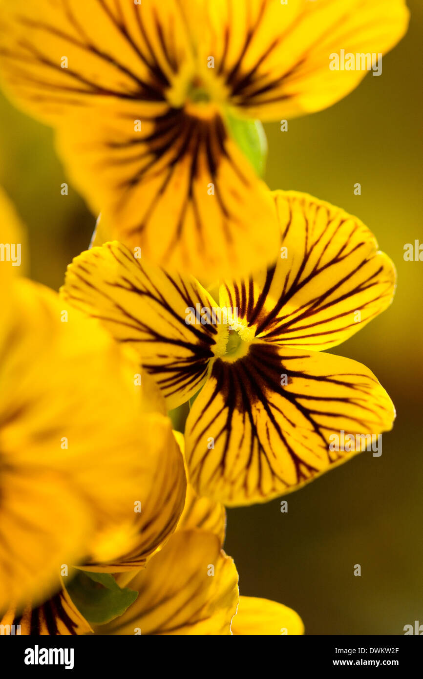 VIOLA 'TIGER EYE' Stock Photo - Alamy