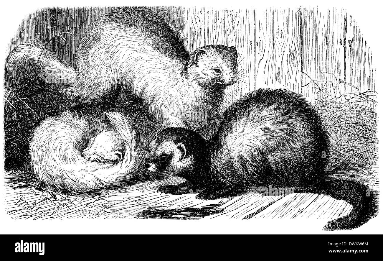 Ermine illustration hi-res stock photography and images - Alamy