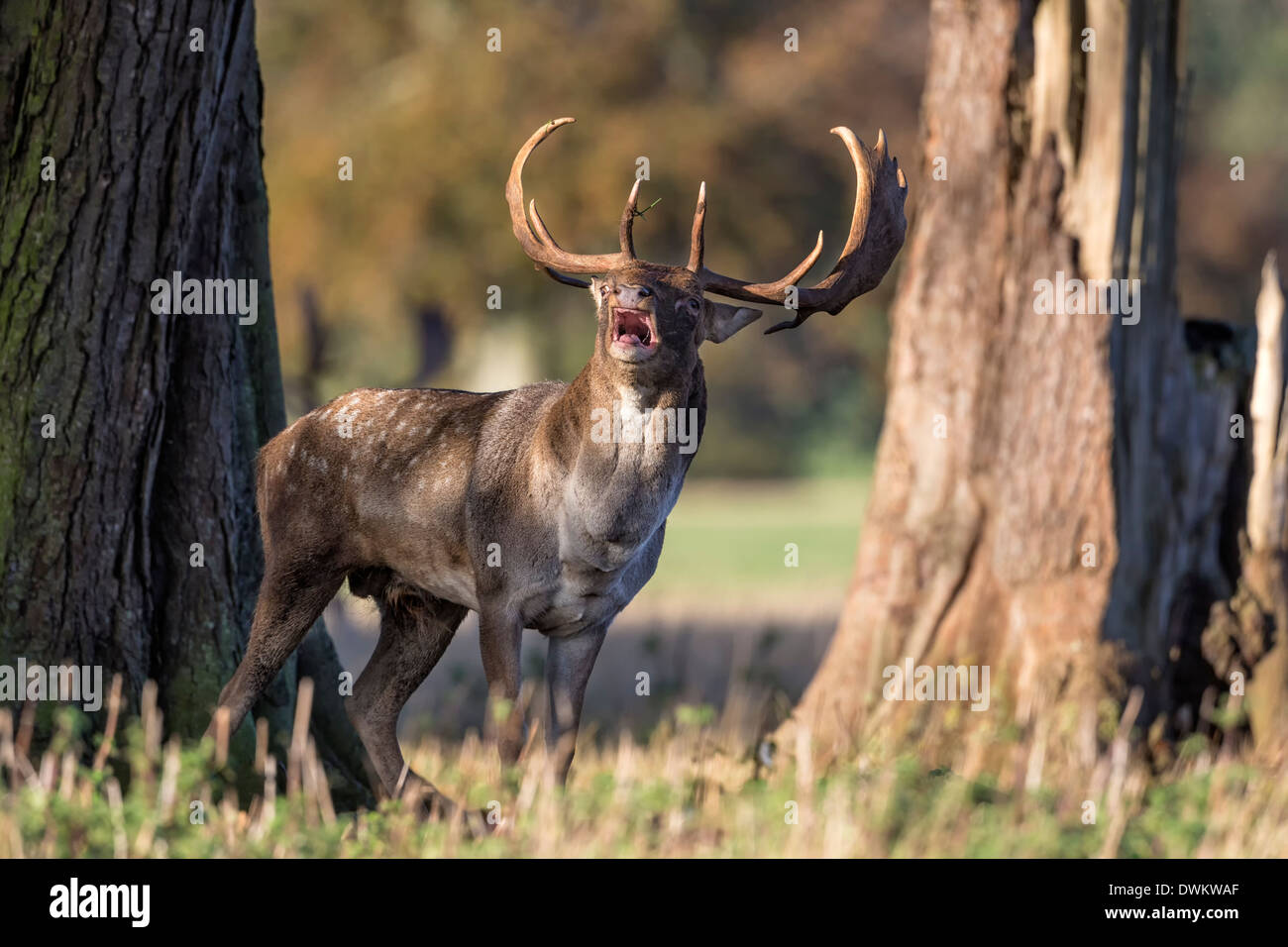 Fallow Deer Buck roaring during the annual rut Stock Photo - Alamy