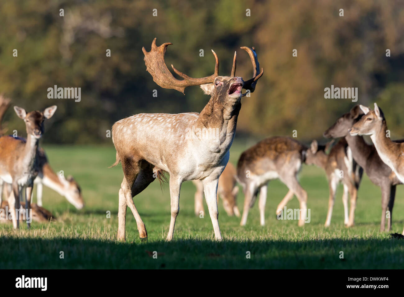 Roaring during the rut hi-res stock photography and images - Alamy