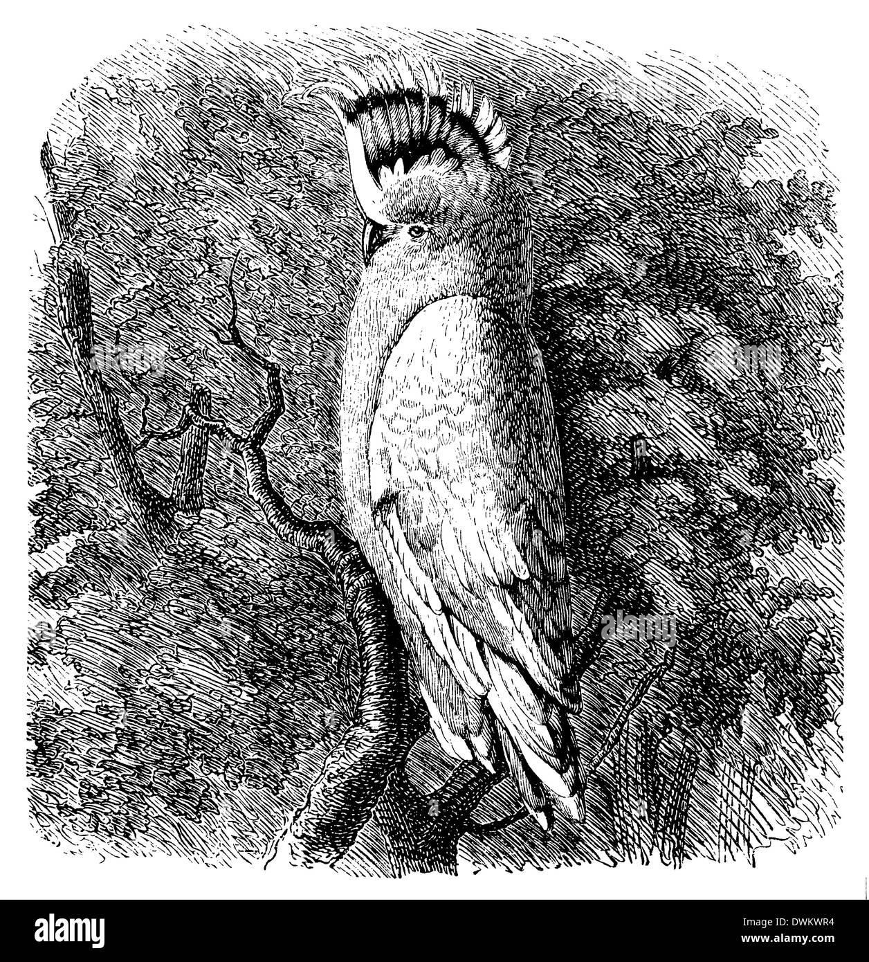 Cockatoo drawing hi-res stock photography and images - Alamy