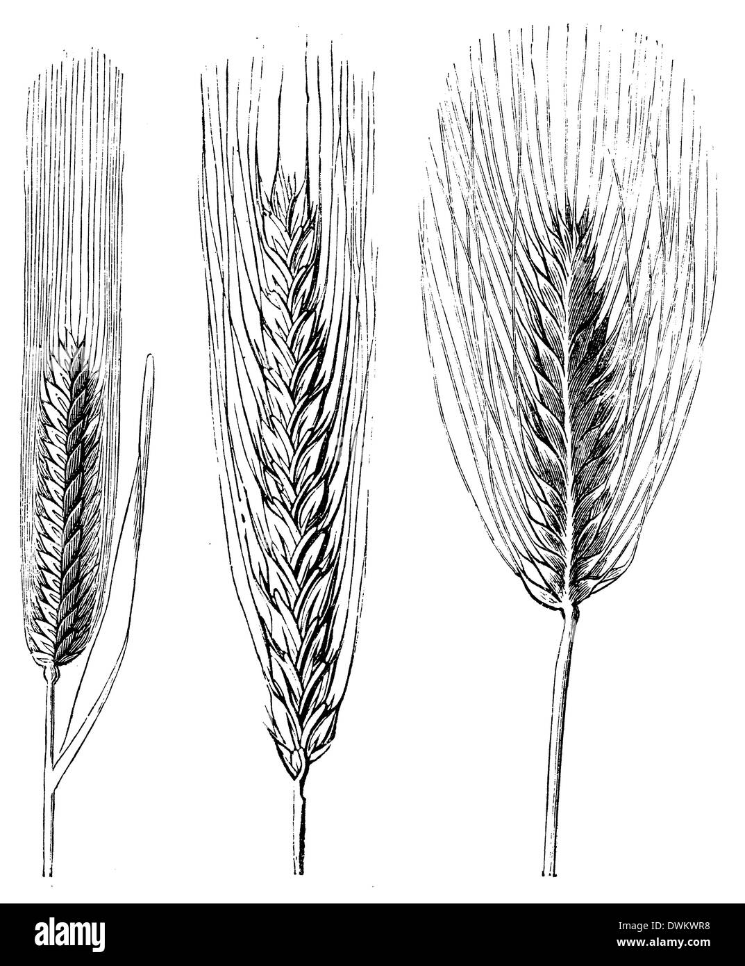 Barley Drawing