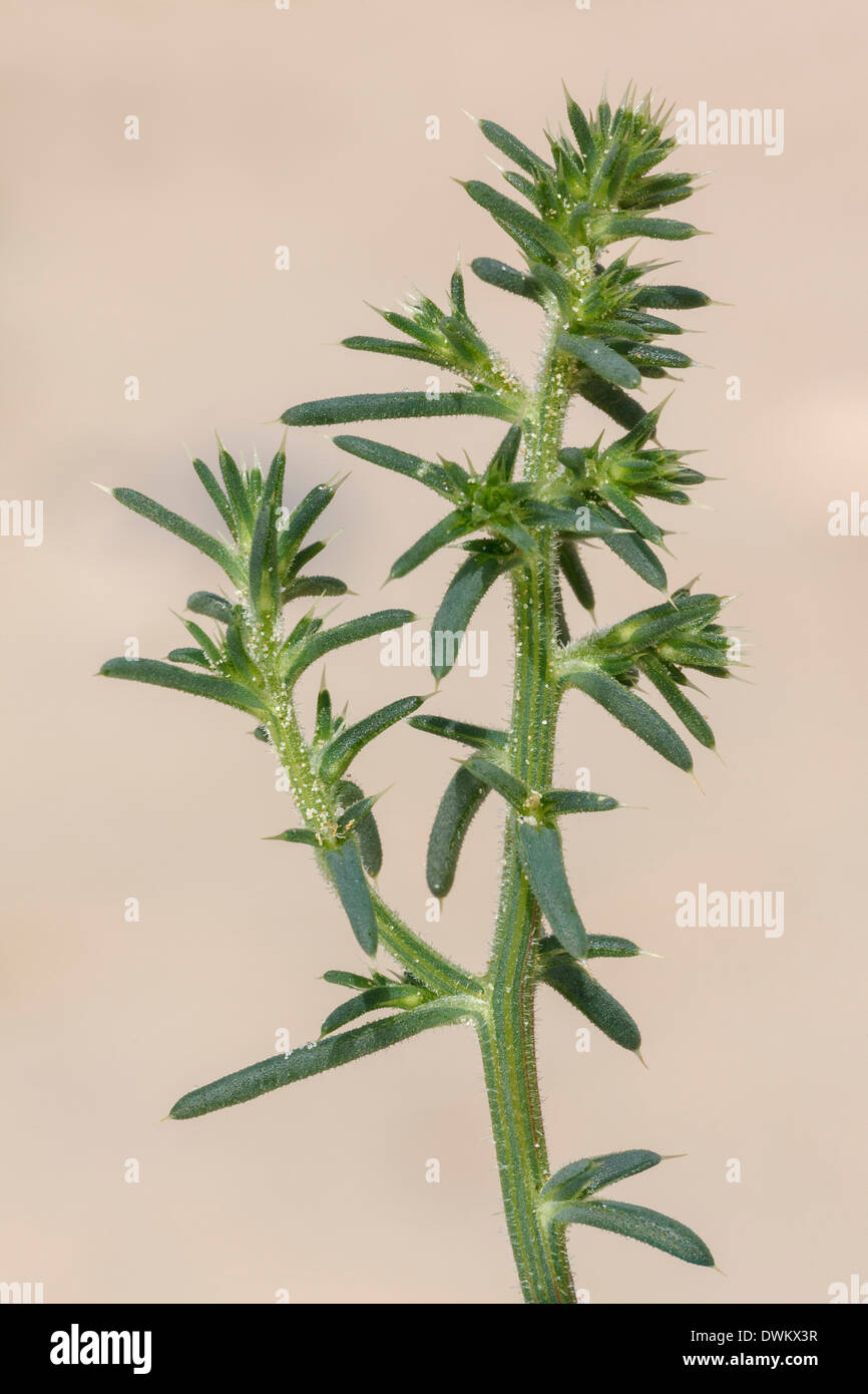 Beach saltwort hi-res stock photography and images - Alamy