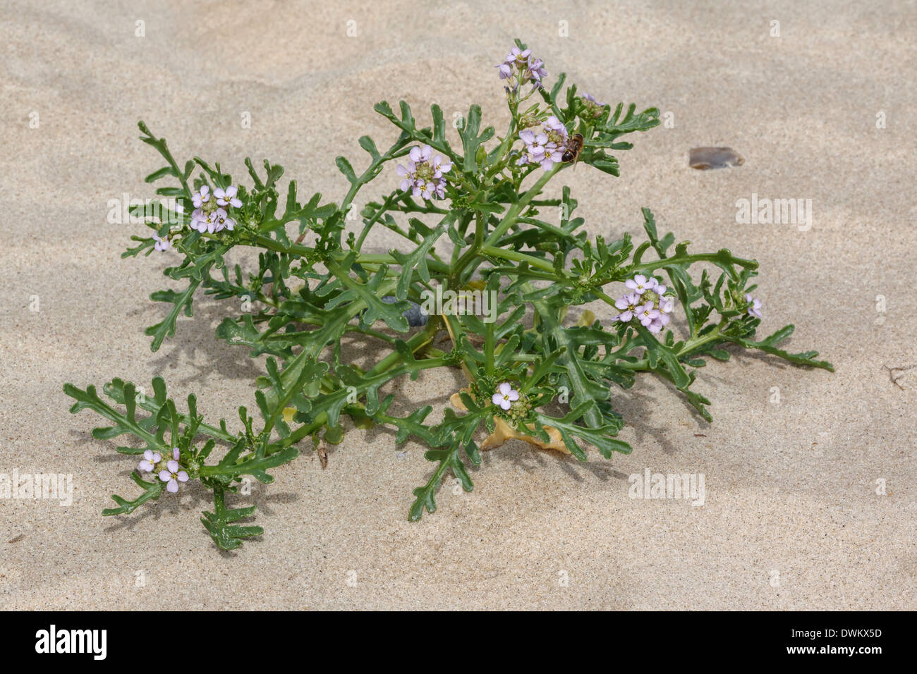 Sea Rocket Plant Stock Photos & Sea Rocket Plant Stock Images - Alamy