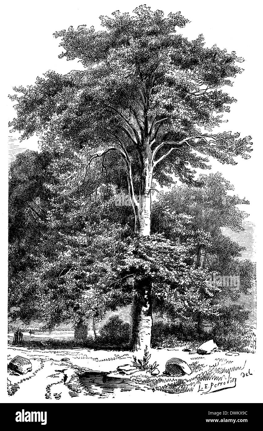 Drawing of beech Black and White Stock Photos & Images - Alamy